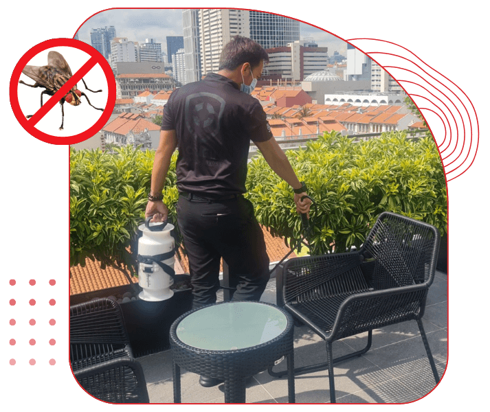Fly Infestation | Flies Control Singapore | Origin